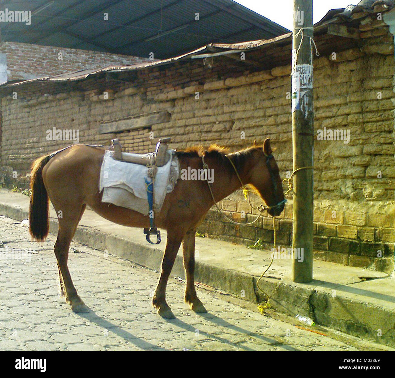 Caballo criollo hi-res stock photography and images - Alamy
