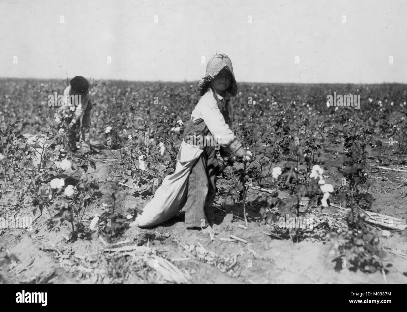 Picking cotton hi-res stock photography and images - Alamy