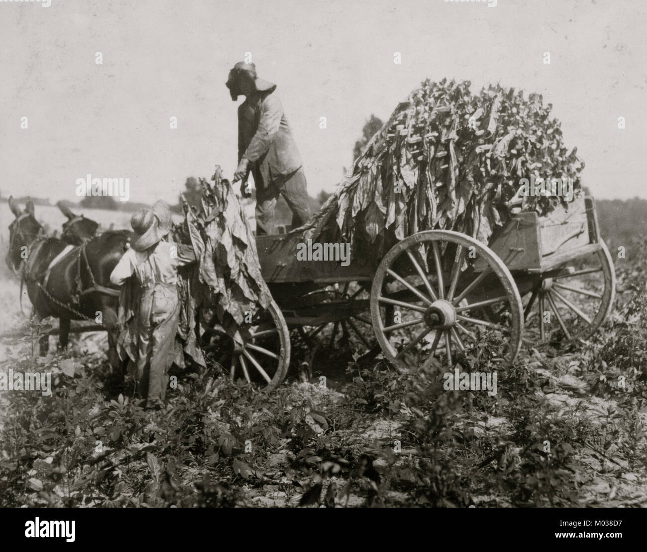 Tobacco wagon hi-res stock photography and images - Alamy