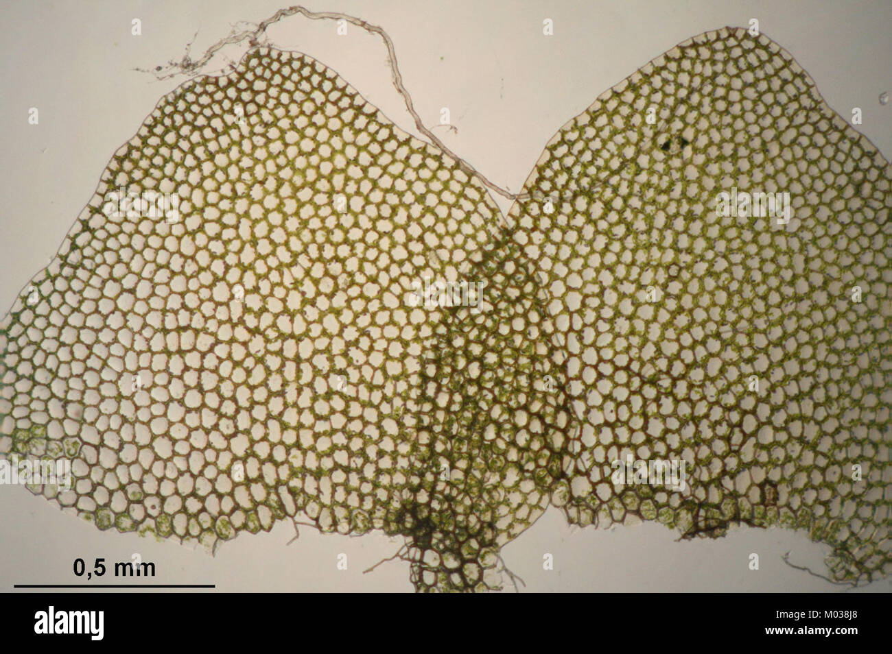 Calypogeia azurea is a species of liverwort found in moist, shaded ...
