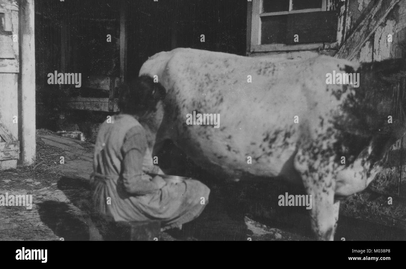 Milk cow farming Black and White Stock Photos & Images - Alamy