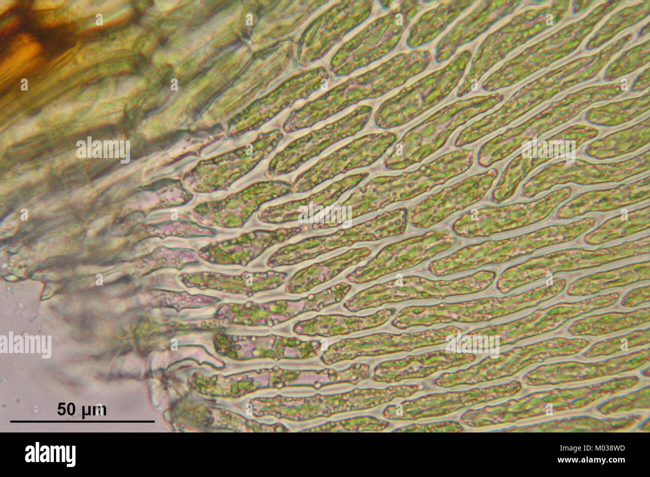 Scientific name: Calliergonella cuspidata, a moss species found in ...