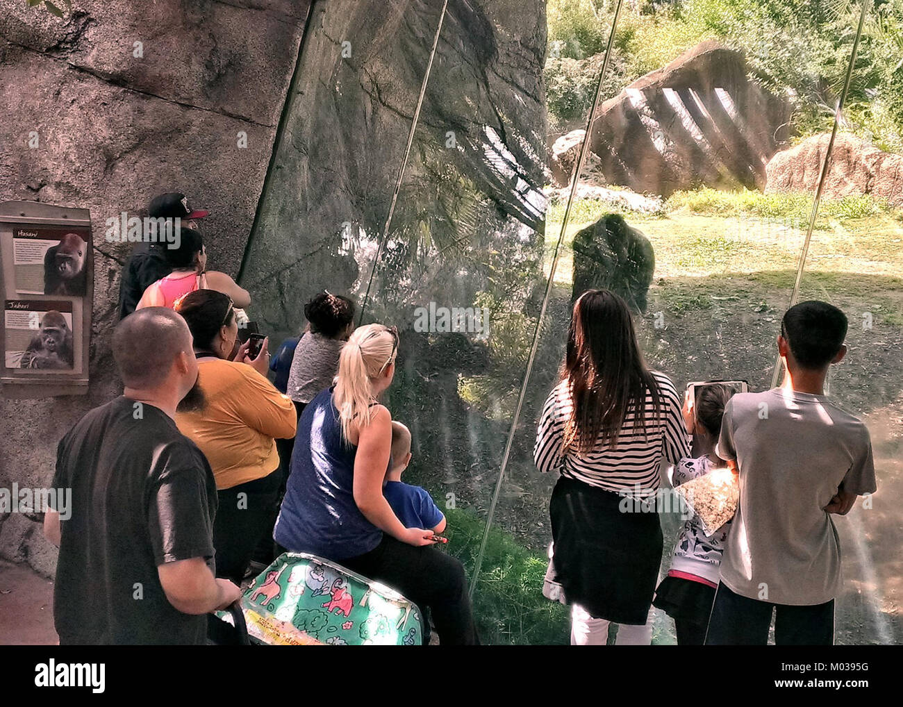 A window at the Campo Gorilla Reserve in the Los Angeles Zoo offers a ...