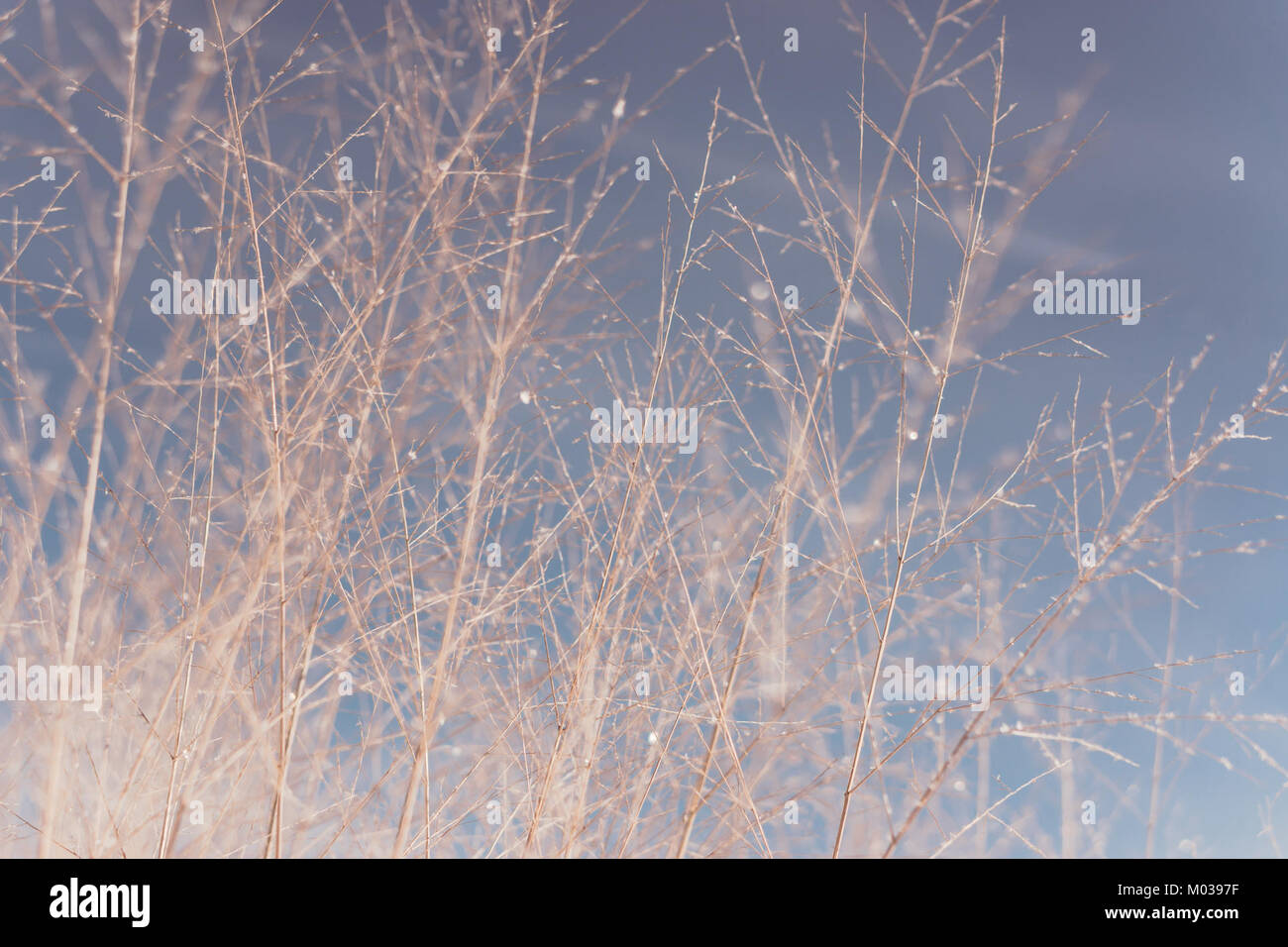 The image shows a detailed view of bush shrubs, tree branches, and ...