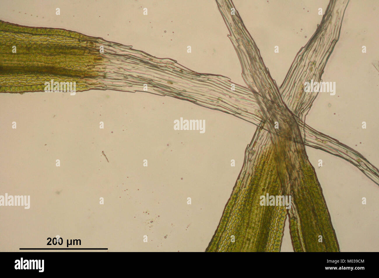 Bucklandiella heterosticha (c, 150137-481740) 9376 Stock Photo - Alamy