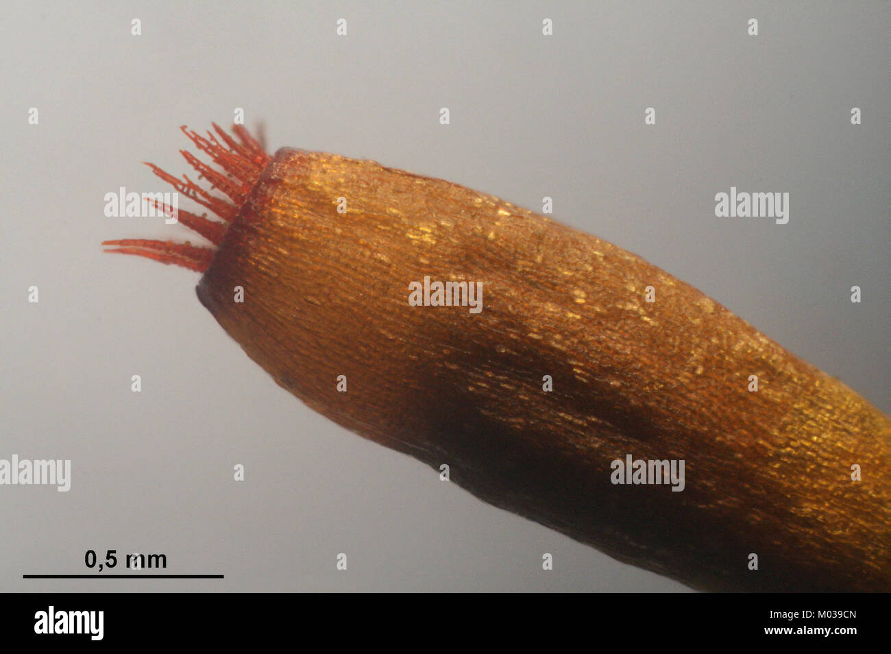 Bucklandiella heterosticha is a species of moss known for its ...