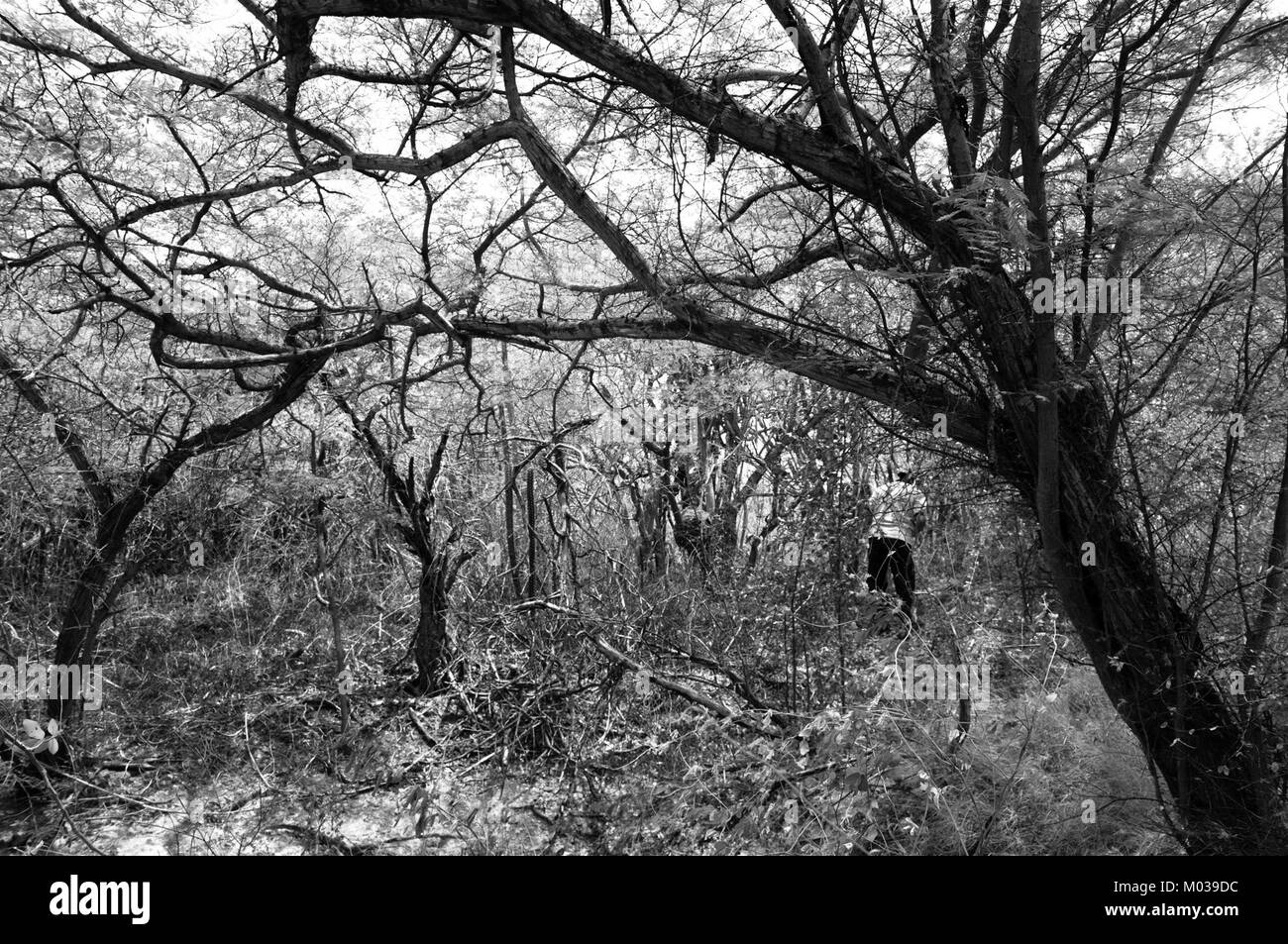 Bosque bosque Black and White Stock Photos & Images - Alamy