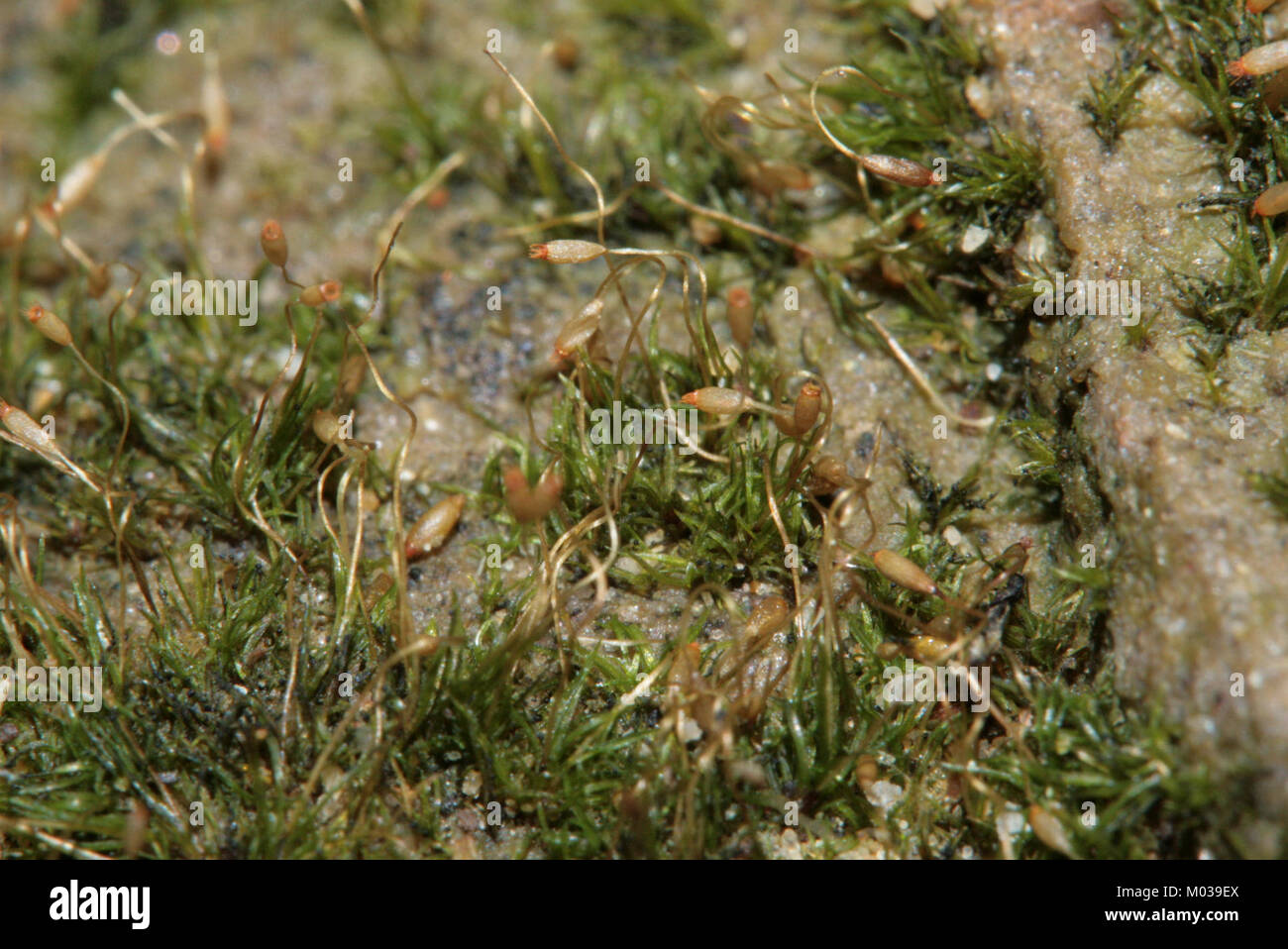 Campylostelium saxicola is a species of moss found in rocky ...