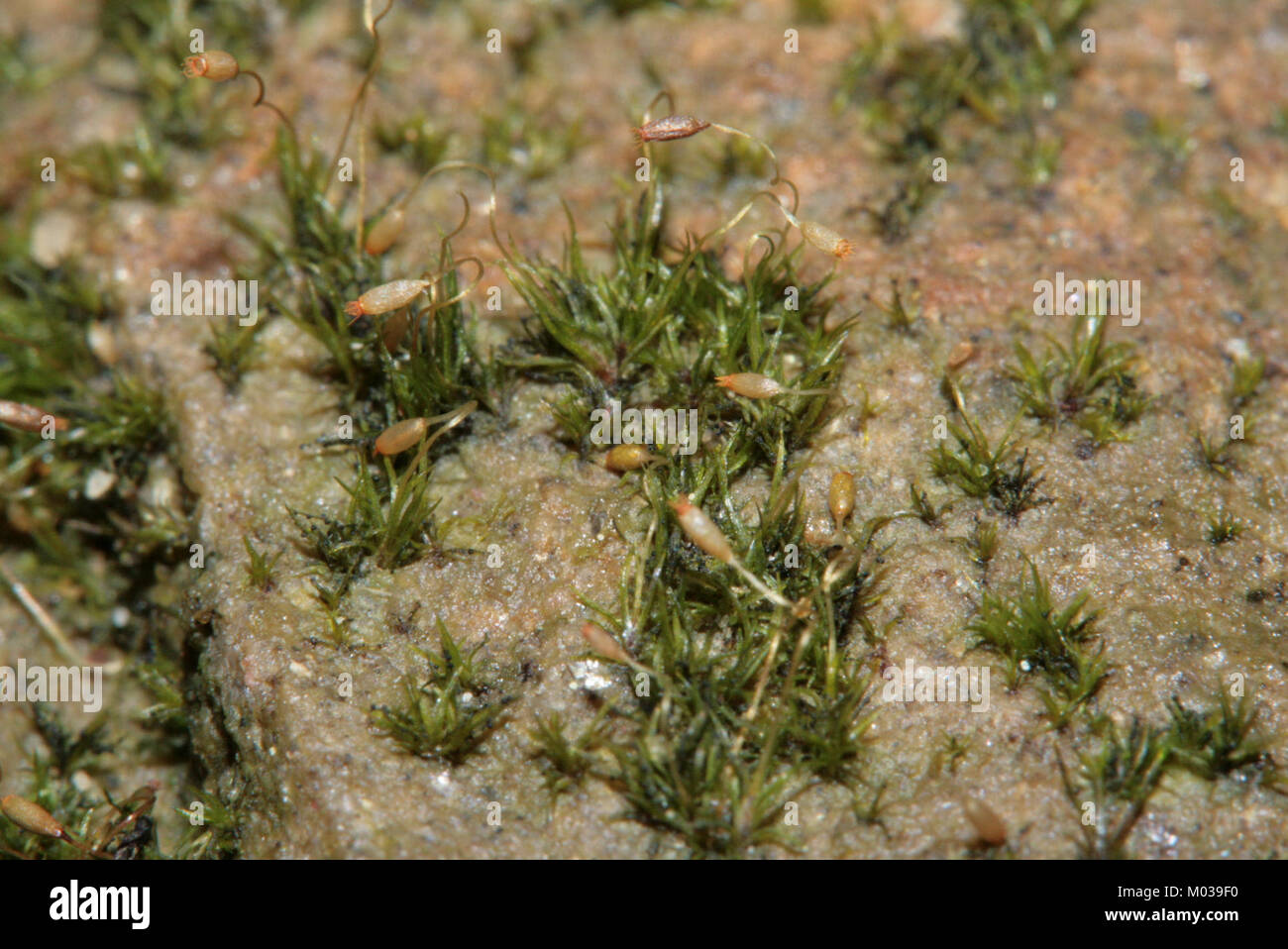 A scientific image of the bryophyte species Campylostelium saxicola ...