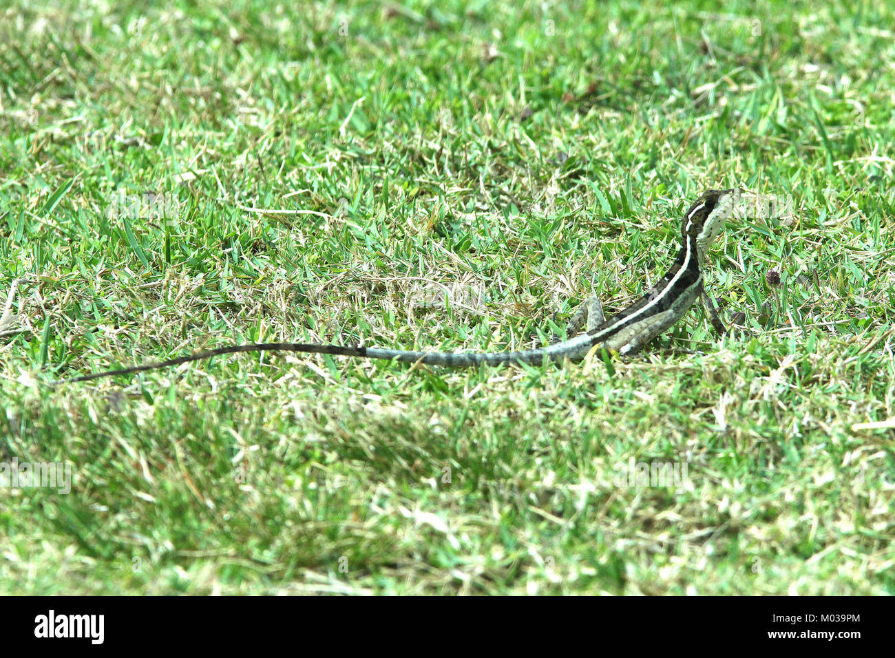 Florida basilisk hi-res stock photography and images - Alamy