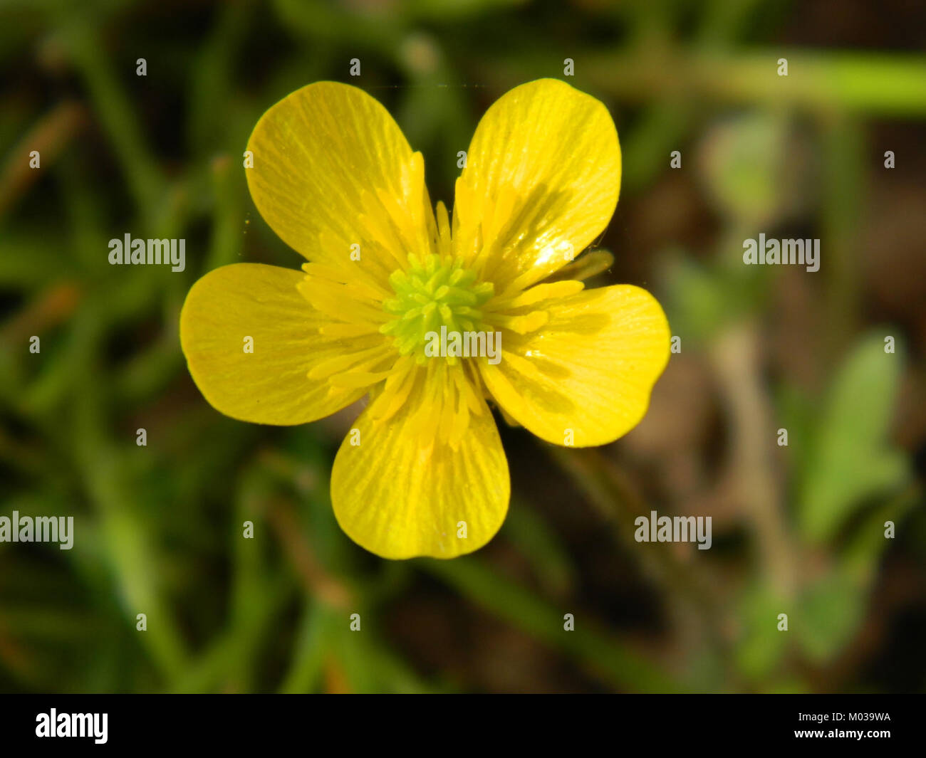 Field ranunculus plants in hi-res stock photography and images - Alamy