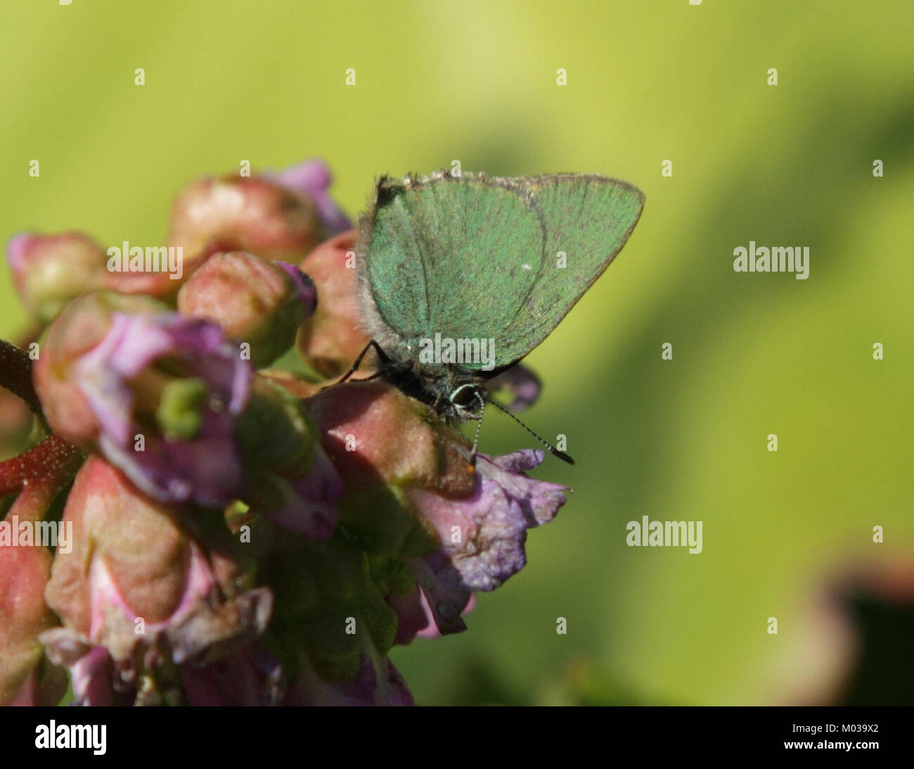 This image of the Callophrys rubi, or Green Hairstreak butterfly, was ...