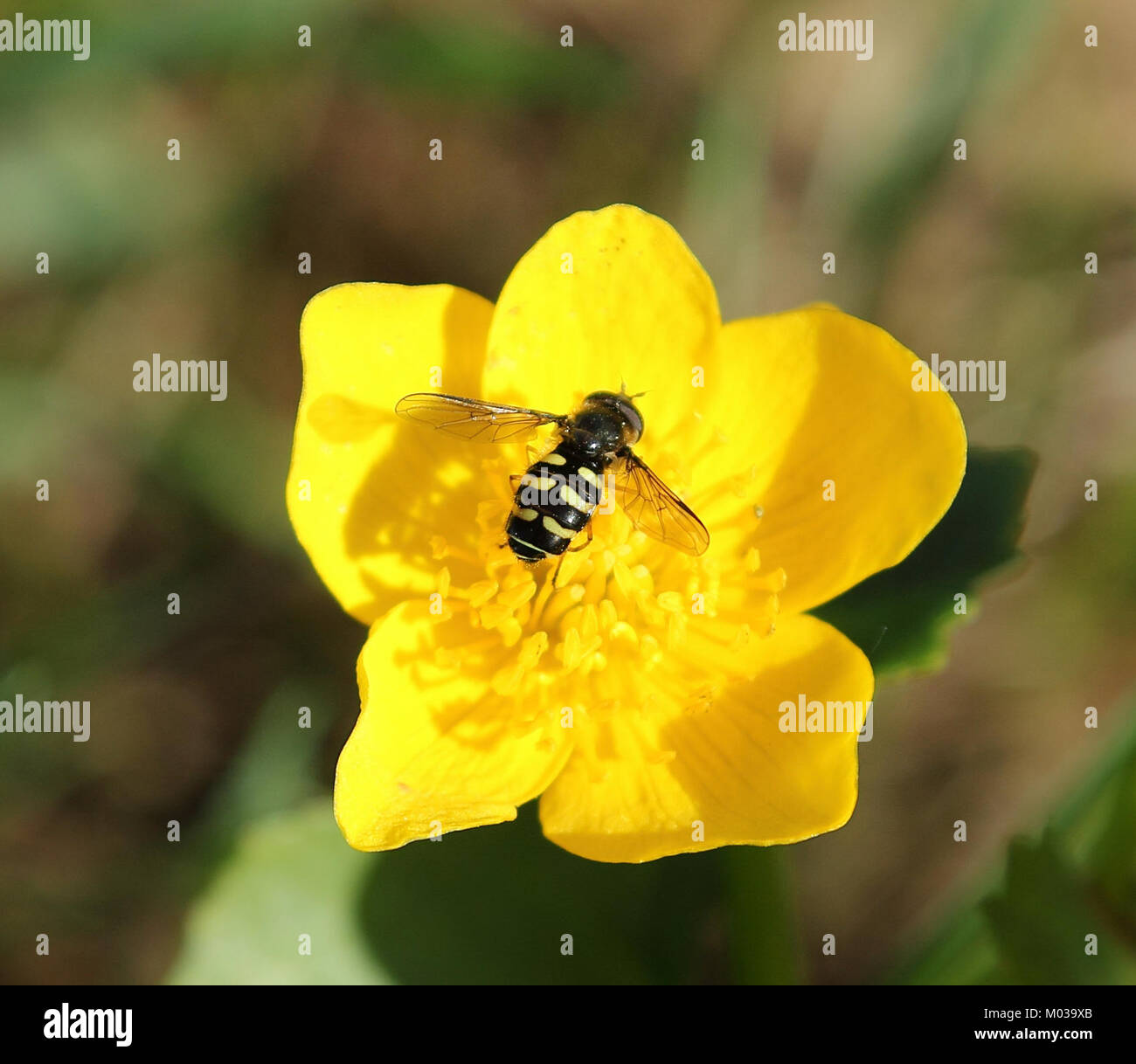 Caltha palustris, commonly known as marsh marigold, is a flowering ...