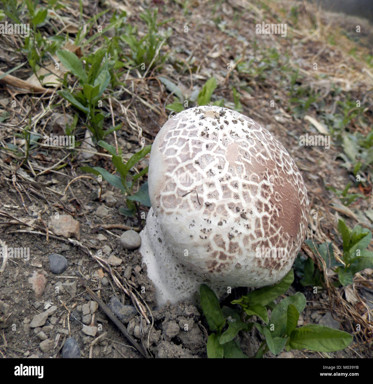 Calvatia nipponica, commonly known as the Japanese giant puffball, is a ...