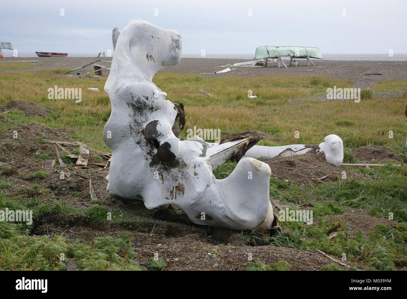 BOWHEAD BONES AT OLD TOWN (2828660196 Stock Photo - Alamy