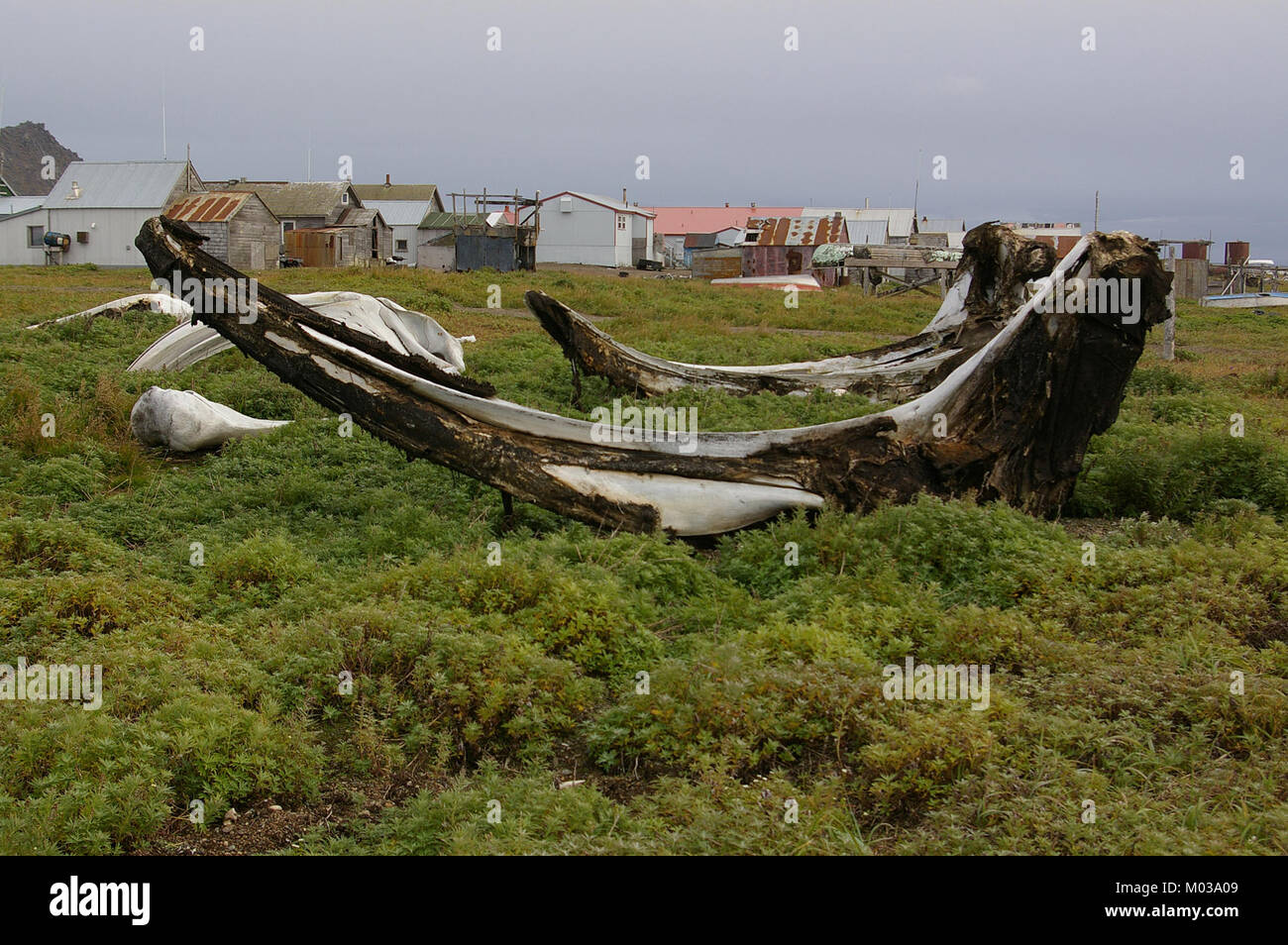 BOWHEAD BONES AT OLD TOWN (2828621720 Stock Photo - Alamy