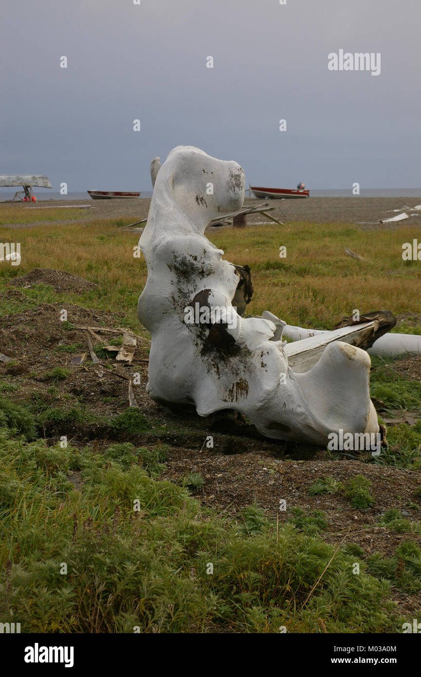 A photograph depicting bowhead whale bones displayed at Old Town ...