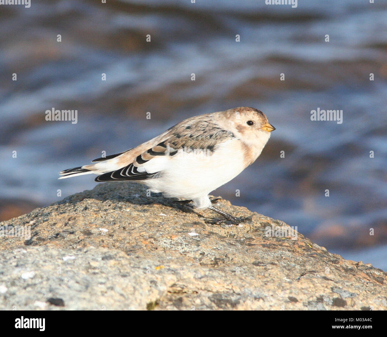 This image captures a snow bunting bird, photographed in Gambell ...