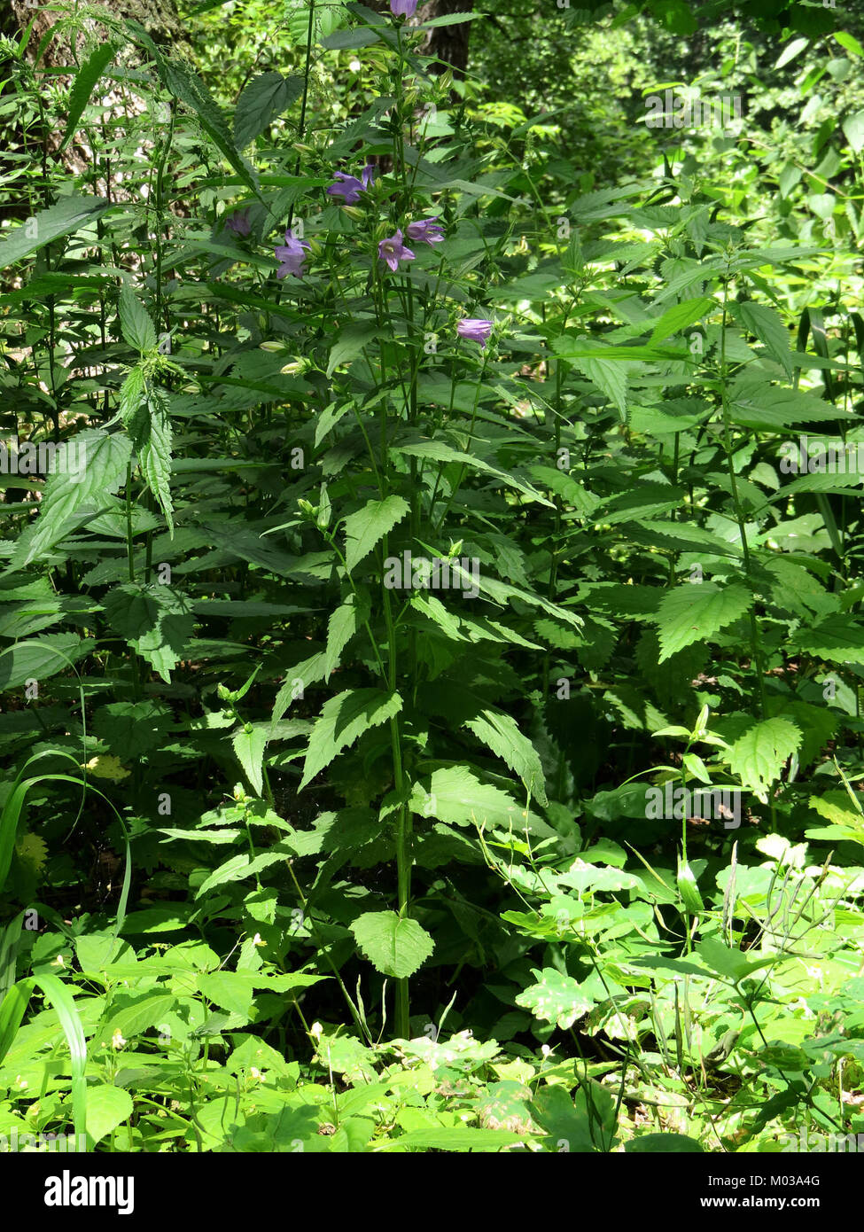 Campanula trachelium, also known as the throatwort, is a species of ...