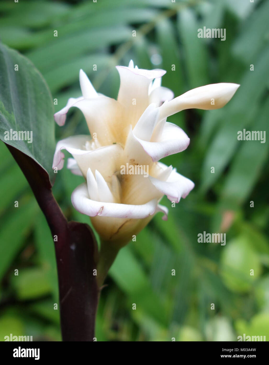 Tropical foliage specimens hi-res stock photography and images - Alamy