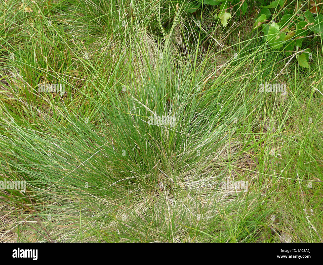Borstgras hi-res stock photography and images - Alamy