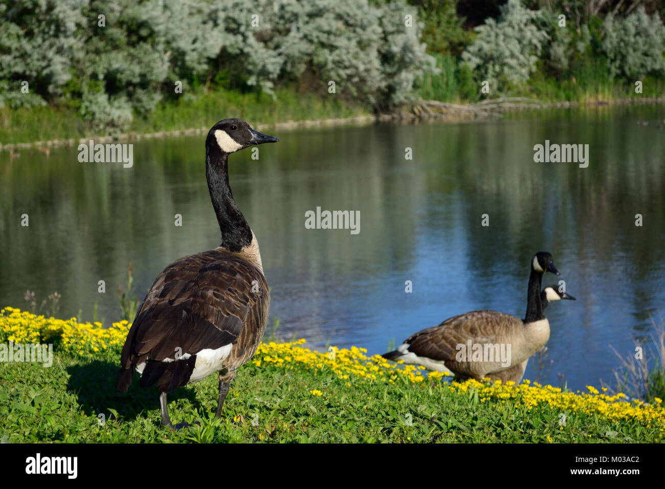 Canada goose canadian brand hi-res stock photography and images - Alamy