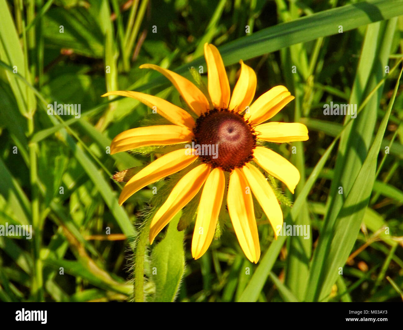 The Brown-eyed Susan, a type of flowering plant from the Rudbeckia ...