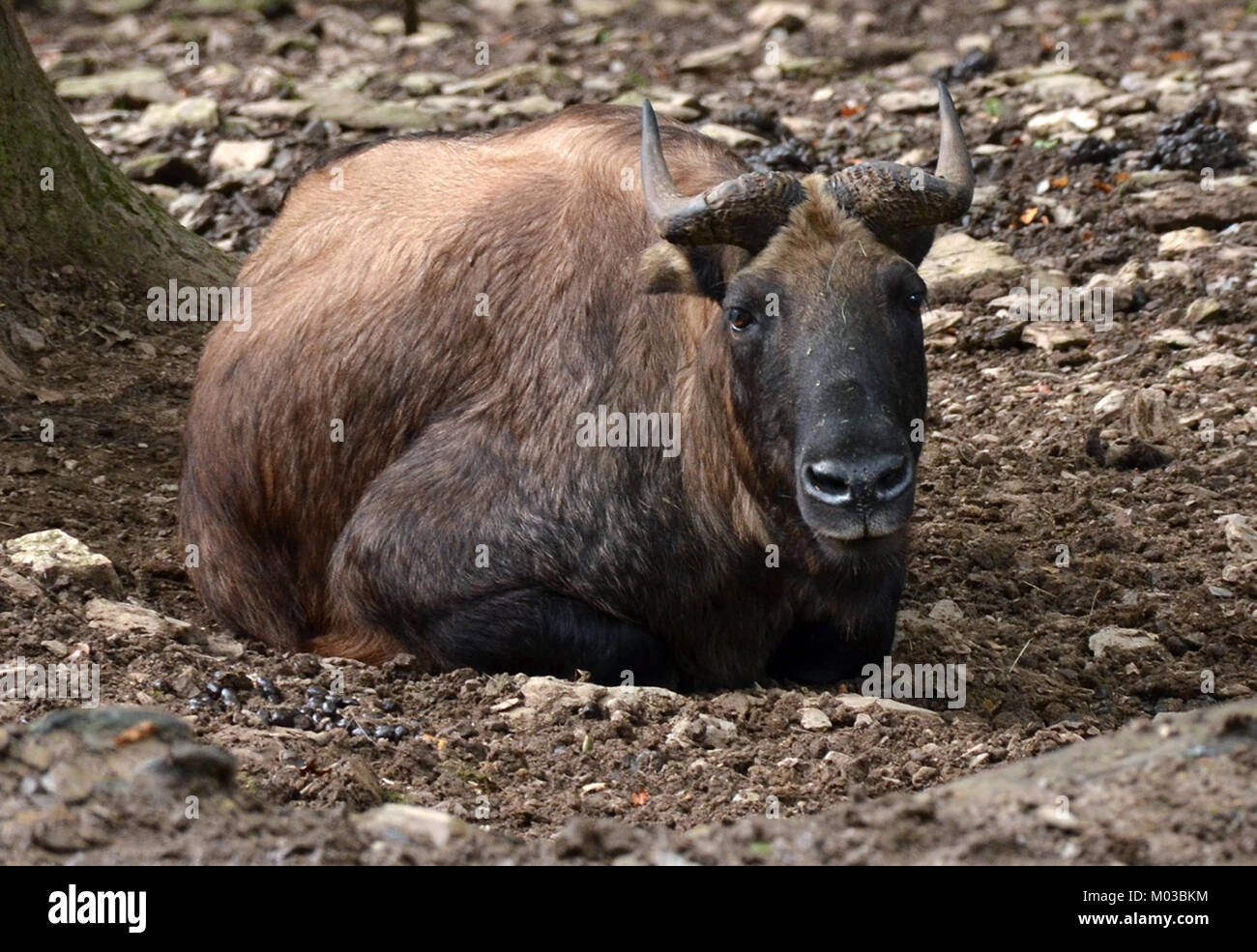 The image shows a photograph of the Himalayan Takin, scientifically ...