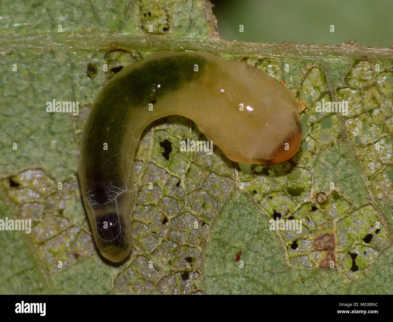 Caliroa larva is the larval stage of a species of parasitic wasp known ...