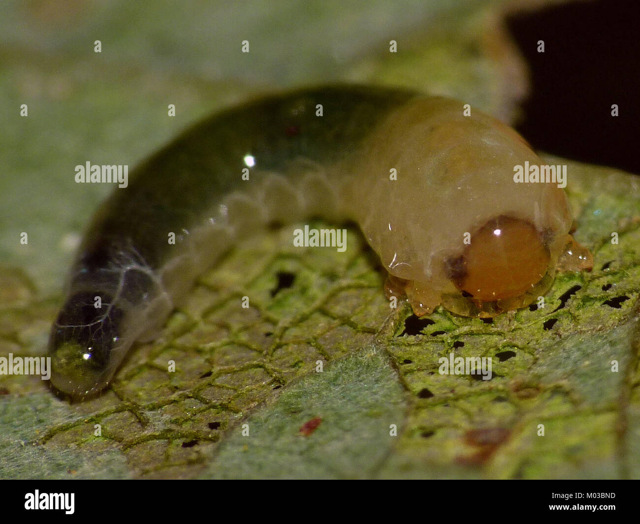 The image shows a Caliroa larva, an insect known for its unique ...