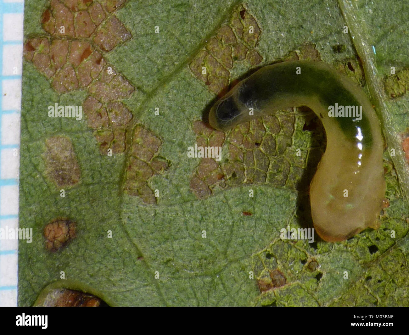 This image depicts a larva of the species Caliroa, which is commonly ...