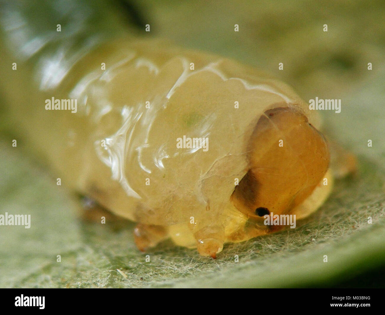 The *Caliroa* larva is the juvenile stage of a species within the ...