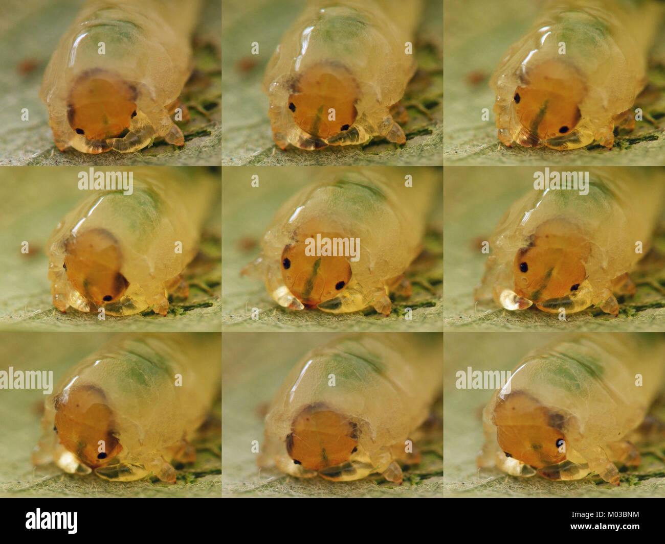 The larva of the Caliroa species, typically known for its destructive ...
