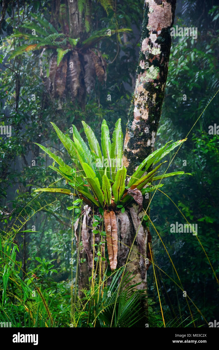 Rainforest; Wooroonooran National Park; North Queensland Stock Photo ...