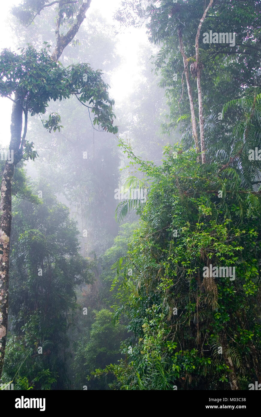 Rainforest; Wooroonooran National Park; North Queensland Stock Photo ...