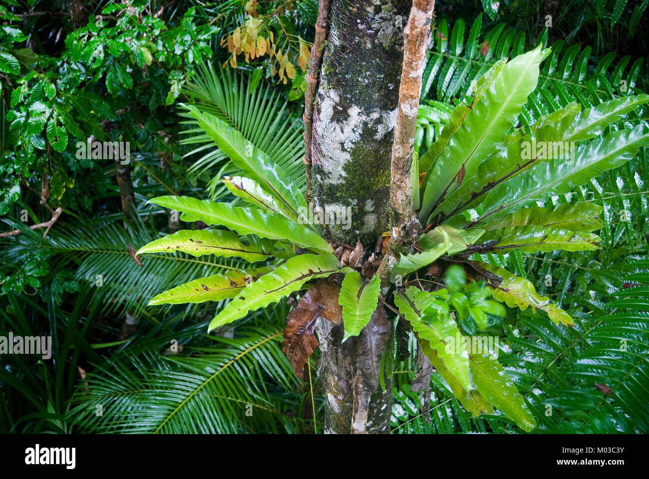 Rainforest; Wooroonooran National Park; North Queensland Stock Photo ...