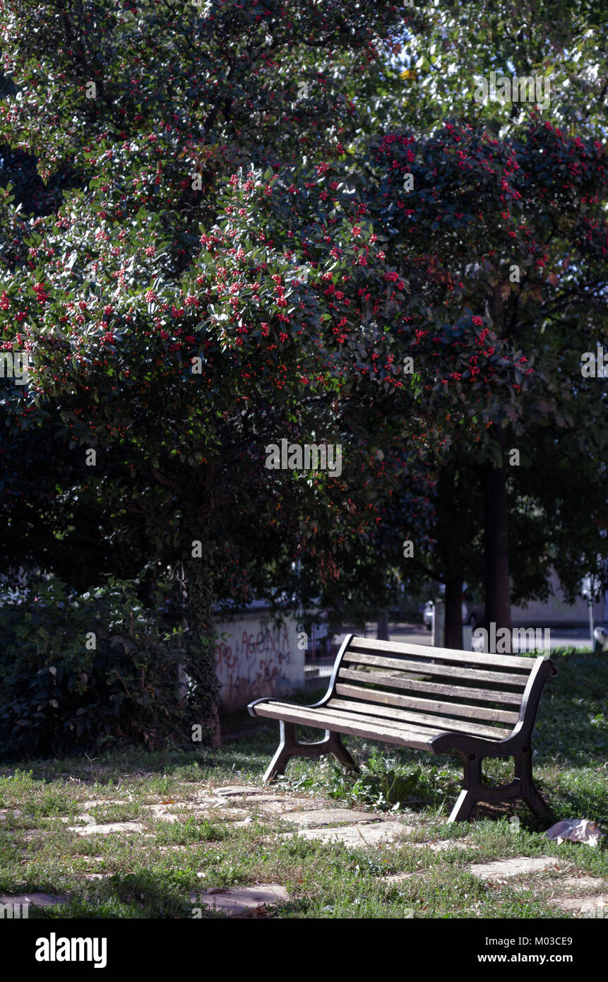 sunny bench in a public garden near a tree full of red berries Stock ...