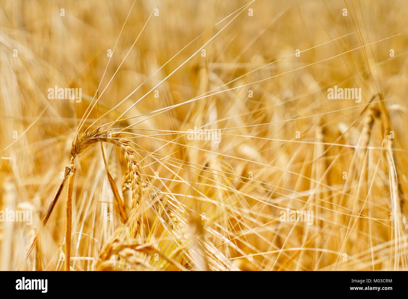Wheat stalk in closeup Stock Photo - Alamy