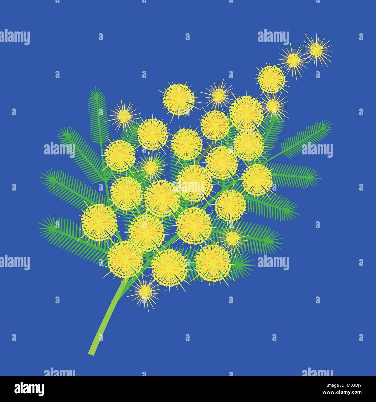 Branch mimosa spring flowers Stock Vector Images - Alamy