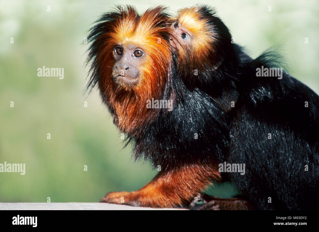 Golden lion Tamarin with young / (Leontopithecus rosalia chrysomelas ...