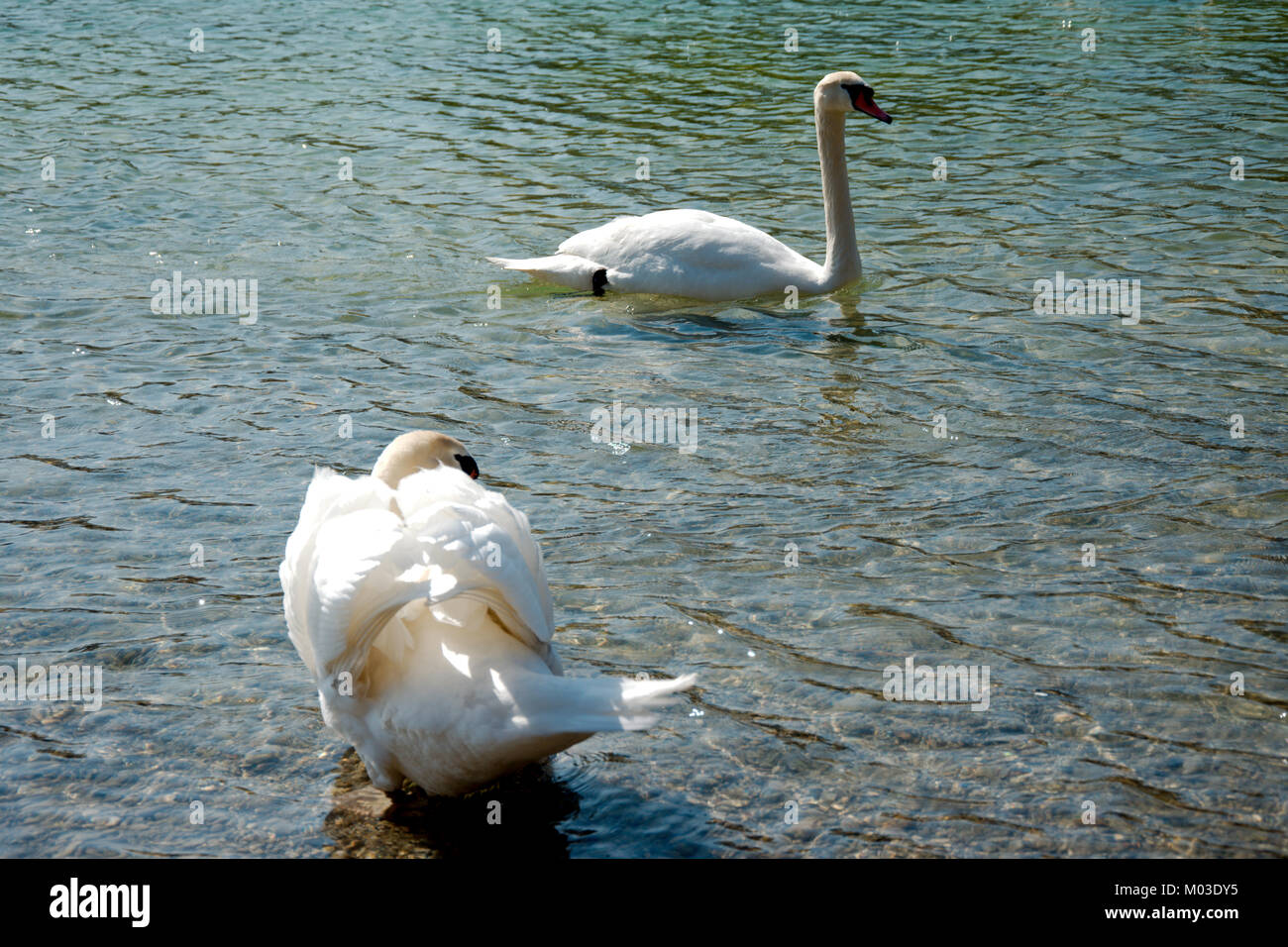 Water nature wildlife hi-res stock photography and images - Alamy