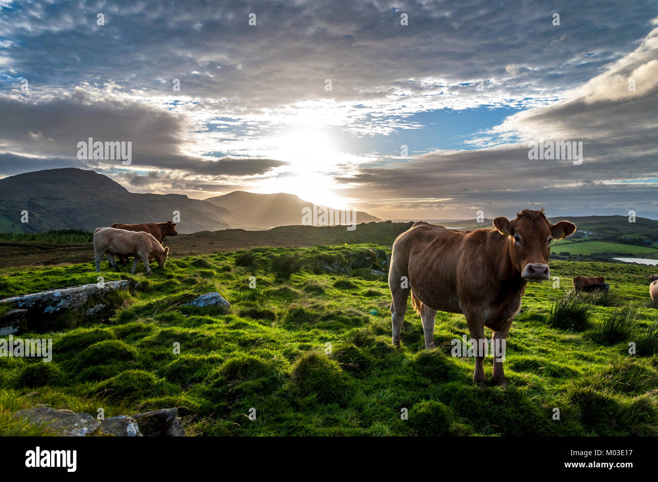 Beef cattle in landscape on a farm near Ardara, County Donegal, Ireland ...