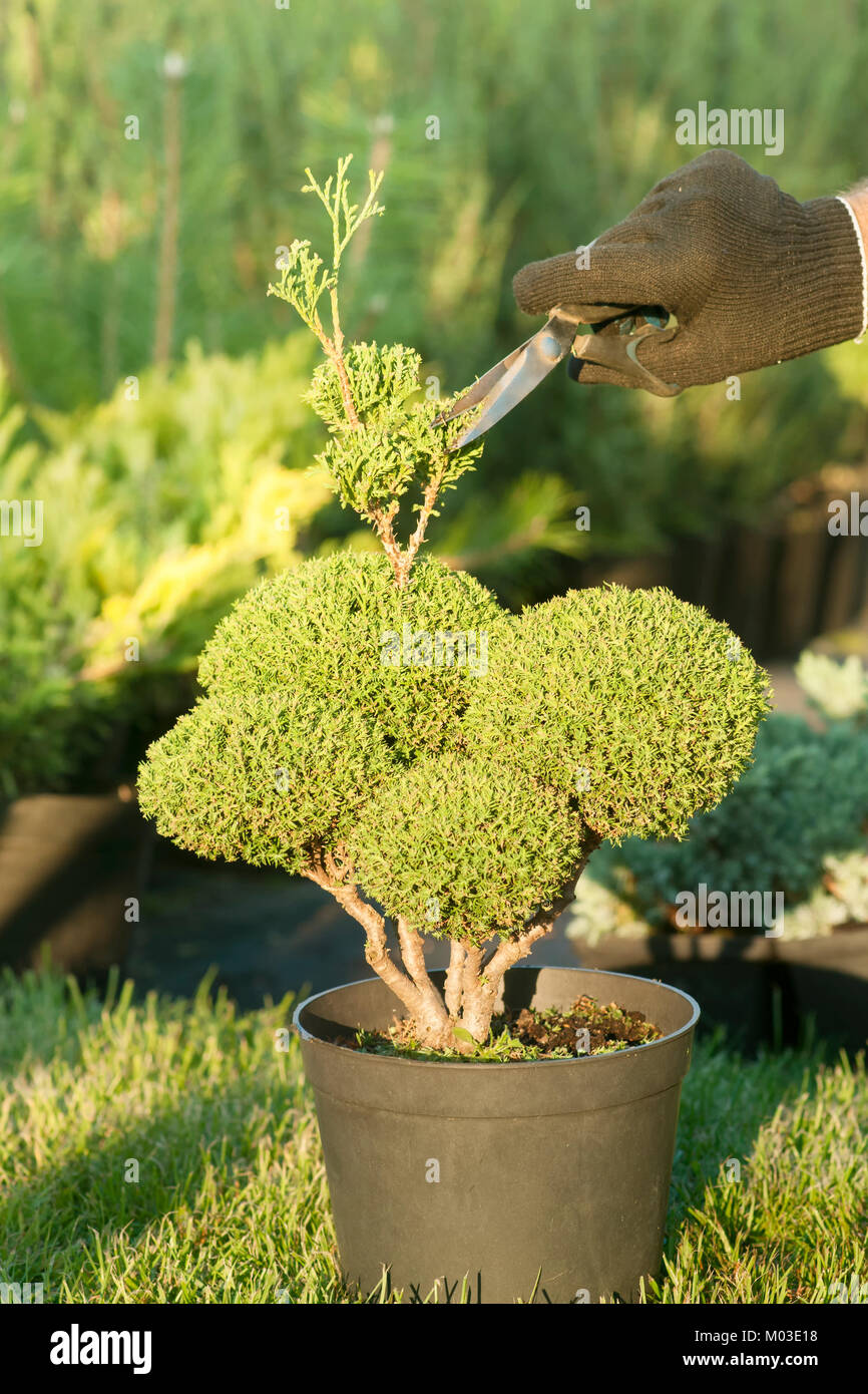 Shape pruning hi-res stock photography and images - Alamy