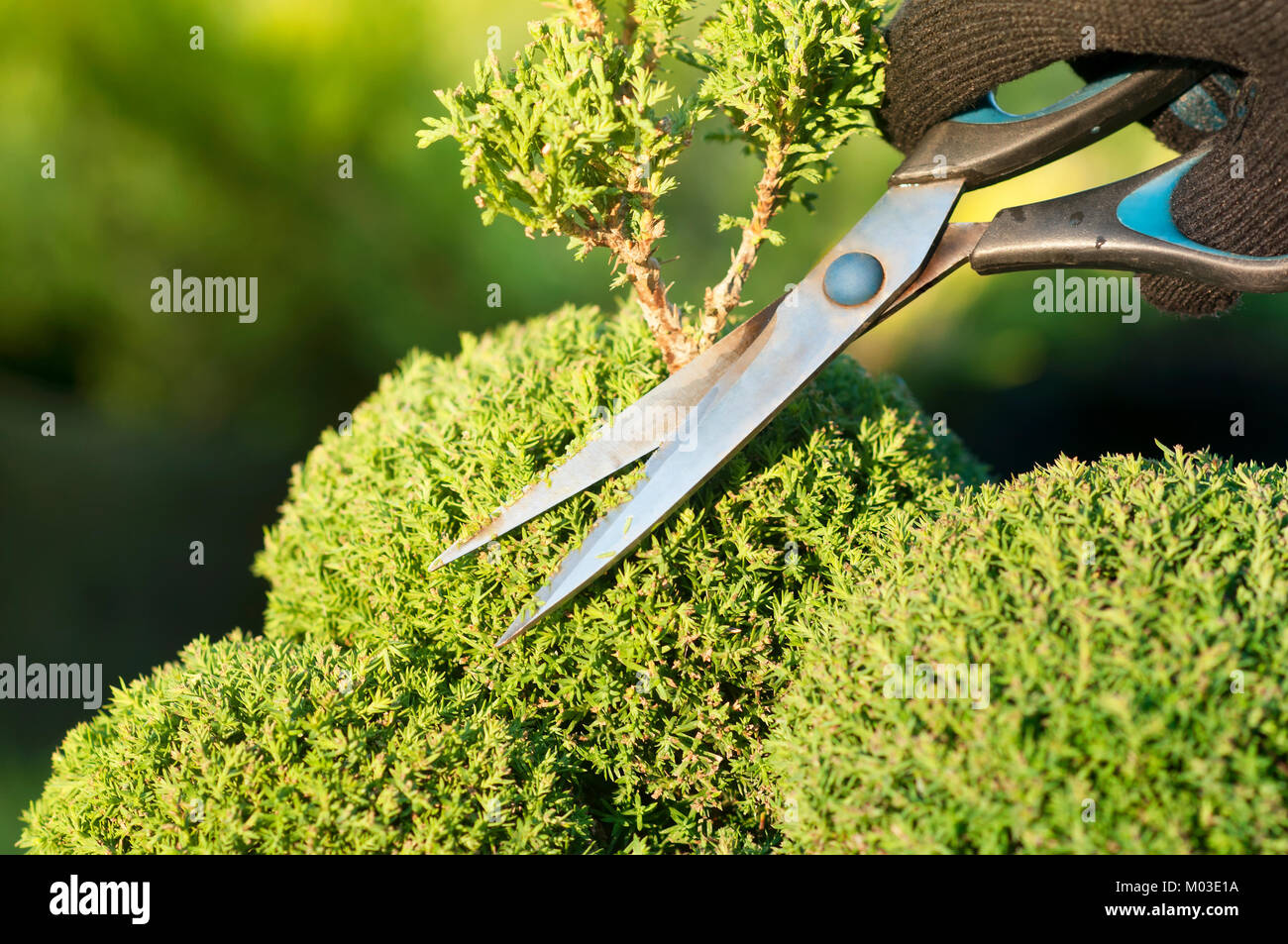 Pruning Plants . Professional Gardener Pruning conifers Stock Photo - Alamy
