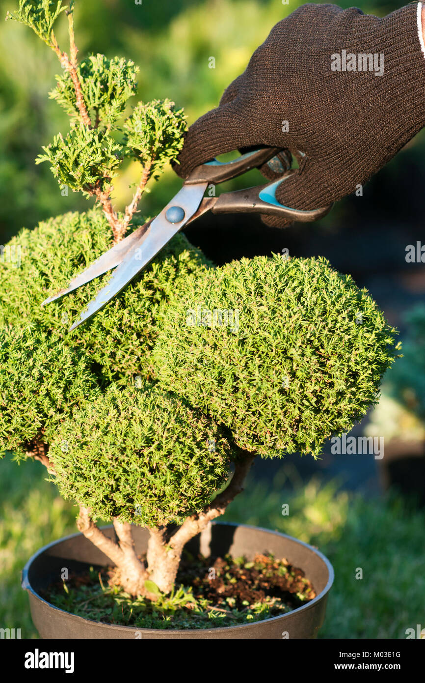 Pruning Plants . Professional Gardener Pruning conifers Stock Photo - Alamy