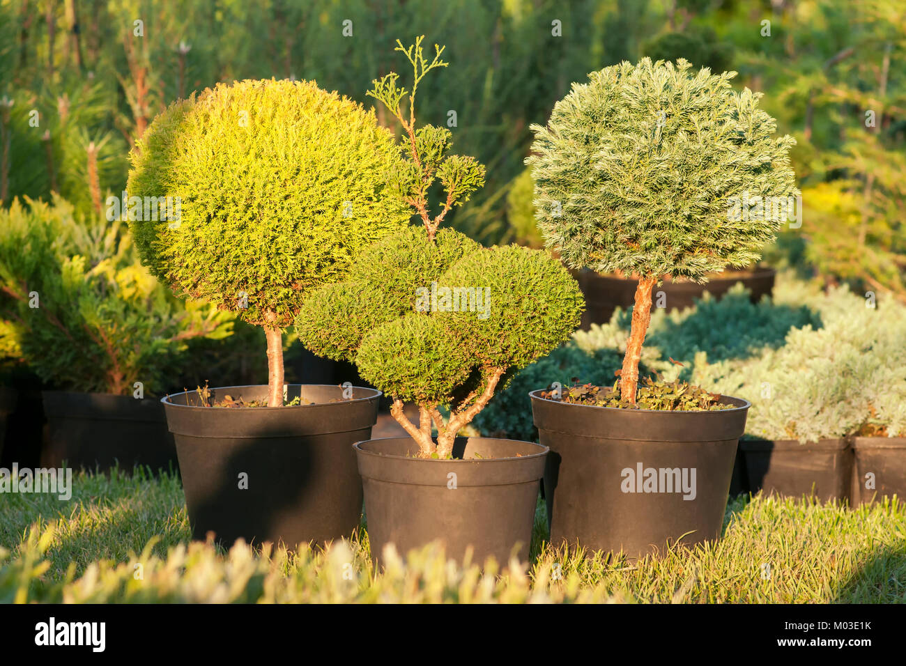 Small trees in pots hi-res stock photography and images - Alamy