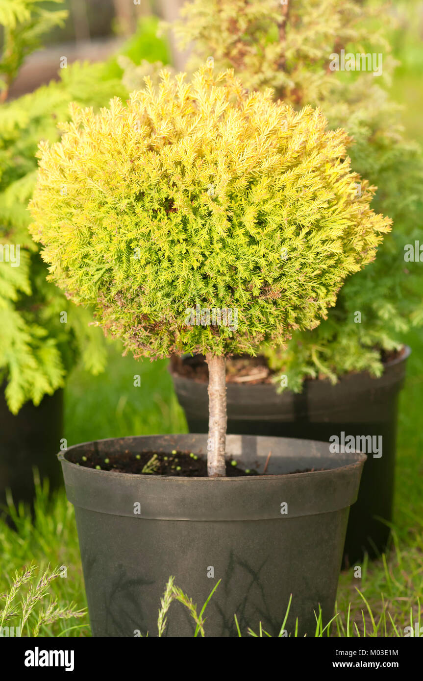 Small trees in pots hi-res stock photography and images - Alamy