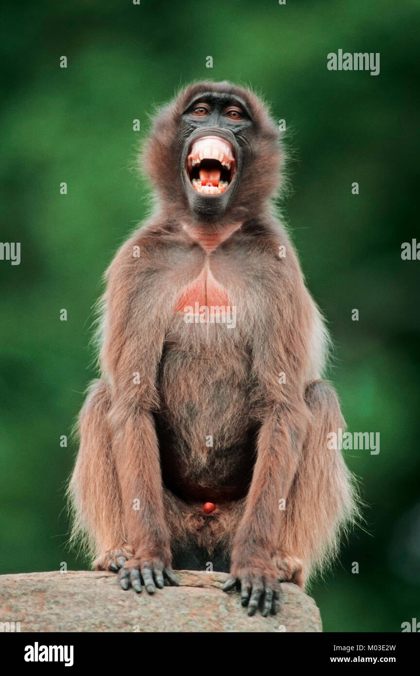 Theropithecus gelada hi-res stock photography and images - Alamy