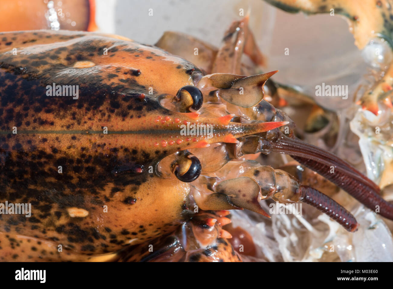 Lobster sheds old shell and becomes a "jelly" thus becoming soft and ...
