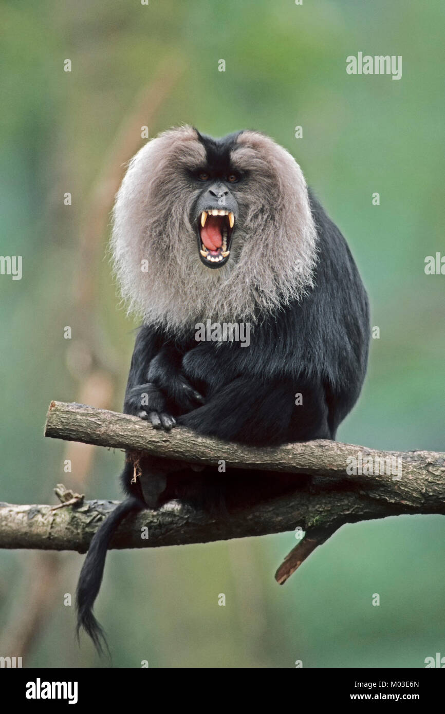 Lion-tailed Macaque, male / (Macaca silenus) | Bartaffe, maennlich ...